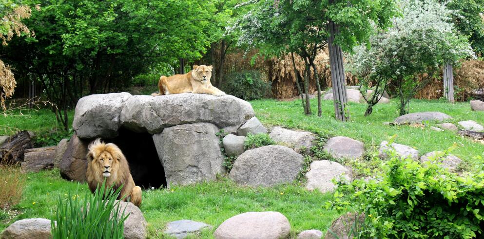 Zoo Leipzig • Tickets + Premium Hotel ab 49€ - Travelcircus